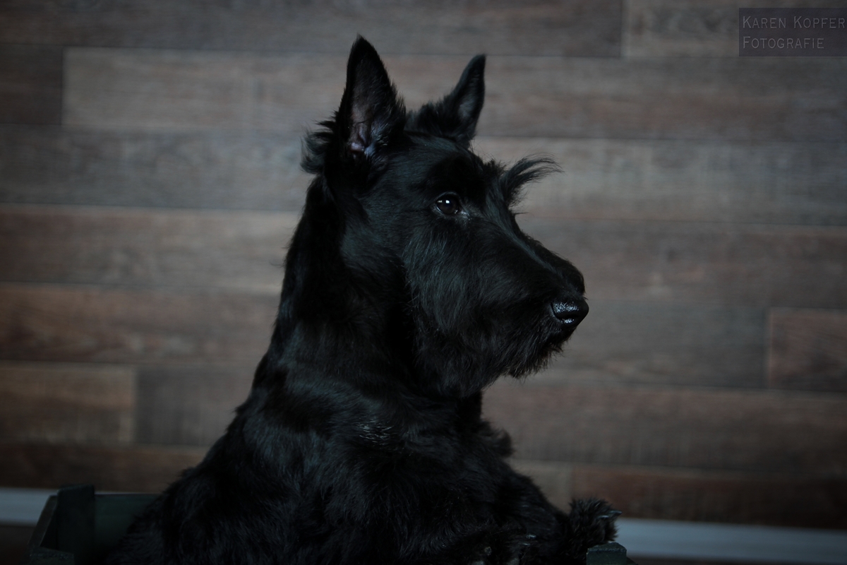 Scottish Terrier die lustigen Gesellen - Jeppedys Golden Retriever