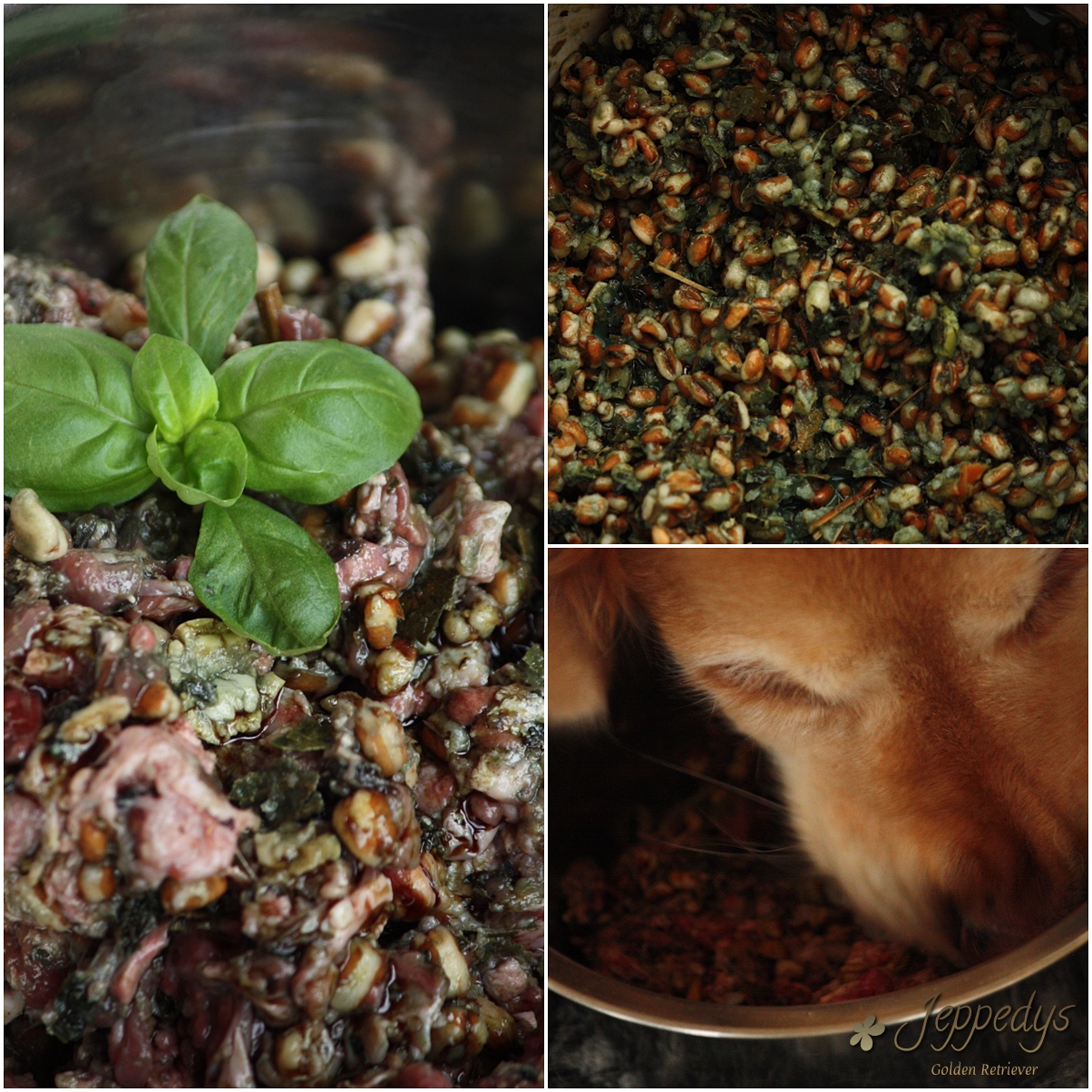 Barfen mit Spirulina – Jeppedys Golden Retriever